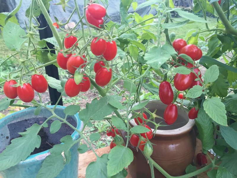 tomater-paa-stilk-2 | Frahaventilmaven