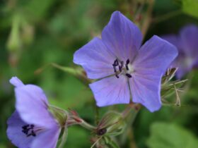 Hvid bønnehummus med ramsløg | Opskrift på hummus med bønner