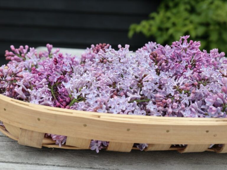 Opskrifter med syrener | Frahaventilmaven